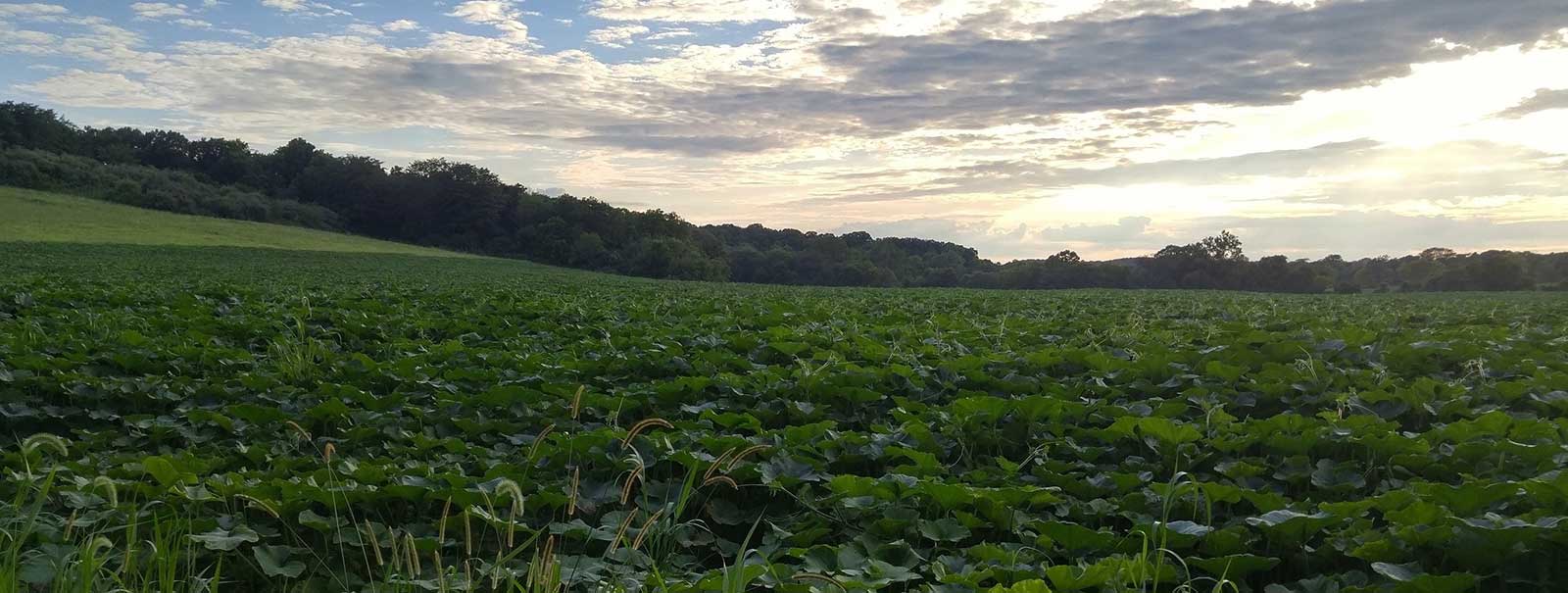 Top Fox Snacks | Pop-Roasted Pumpkin Seeds